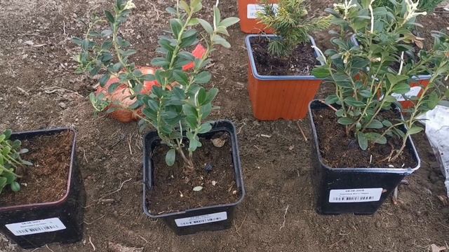 Новинки из Гаршинки: ель, туи, можжевельники, брусника и др. 10.05.2025. Восток Ленинградской обл.