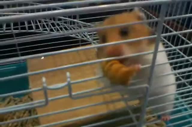 Хомяк Валера и офисные приключения: охота за сушкой! 🐹✨