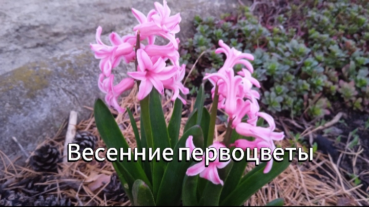 Весенние первоцветы: Хохлатка, гиацинты в моём саду и американский клён, который мешает #цветы