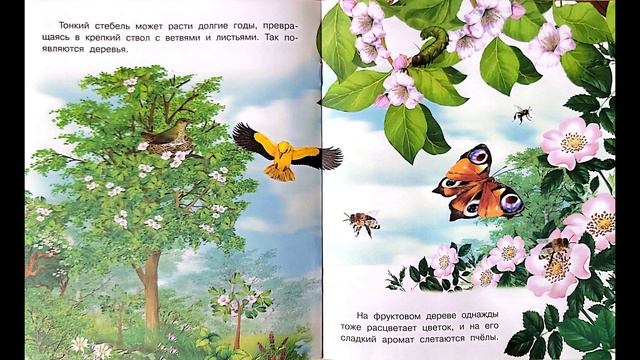 Как появляется цветок