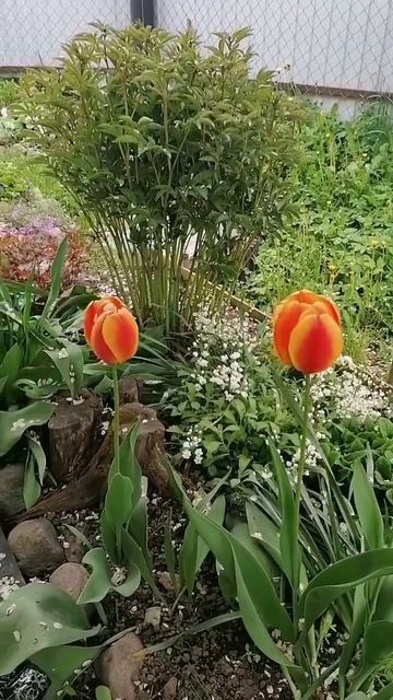 У подруги на даче