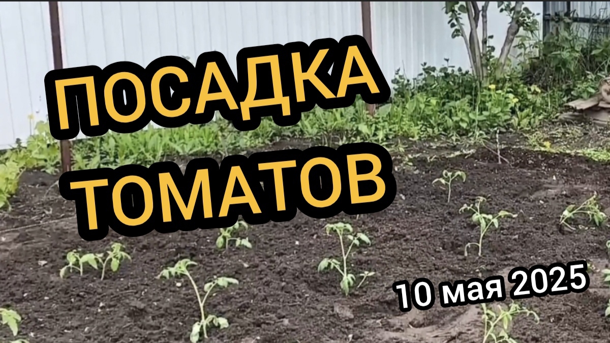 Сажаем 120 кустов томатов. 10.05.2025