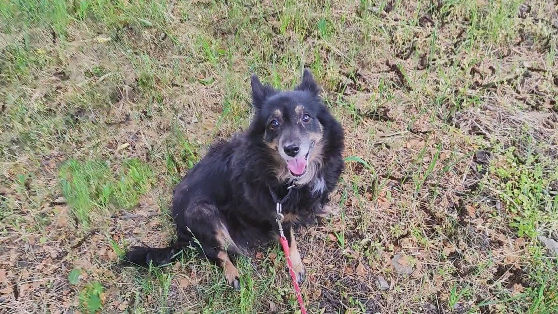 9 мая. Гуляем под музыку. Линда & Фокс | Передержка собак Ростов