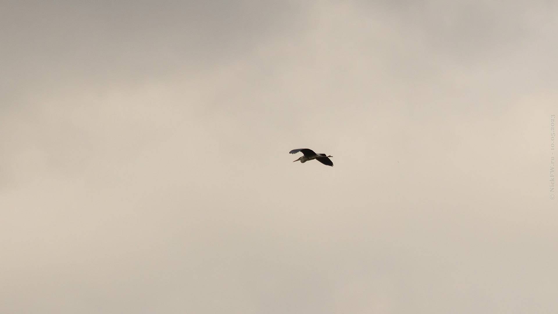 Разные пернатые с прогулки по парку Филатов Луг и его окрестностям