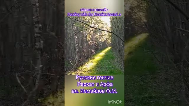 Русские гончие Раскат и Арфа вл. Исмайлов Ф.М. #собака #животные #trout #топ