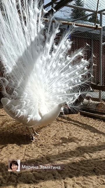 Заглянем в Московский зоопарк.