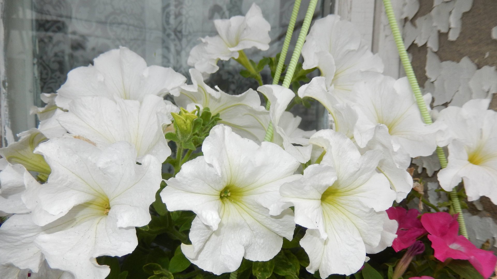 Обзор моих цветов. Их очень много. Алисум, Лобелия,Бакопа,Хризантема,Сальвия, Газания, Питунья и т.д