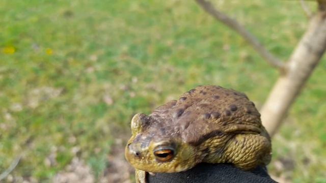 Ой..жабка..,наверное..,Про тех кто живёт рядом..