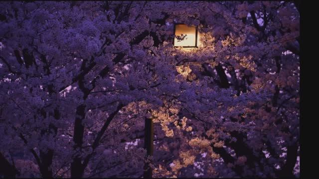 Тюльпаны и звезды. Юлия Старостина.