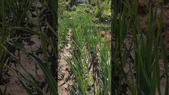 Три основные подкормки озимого чеснока.