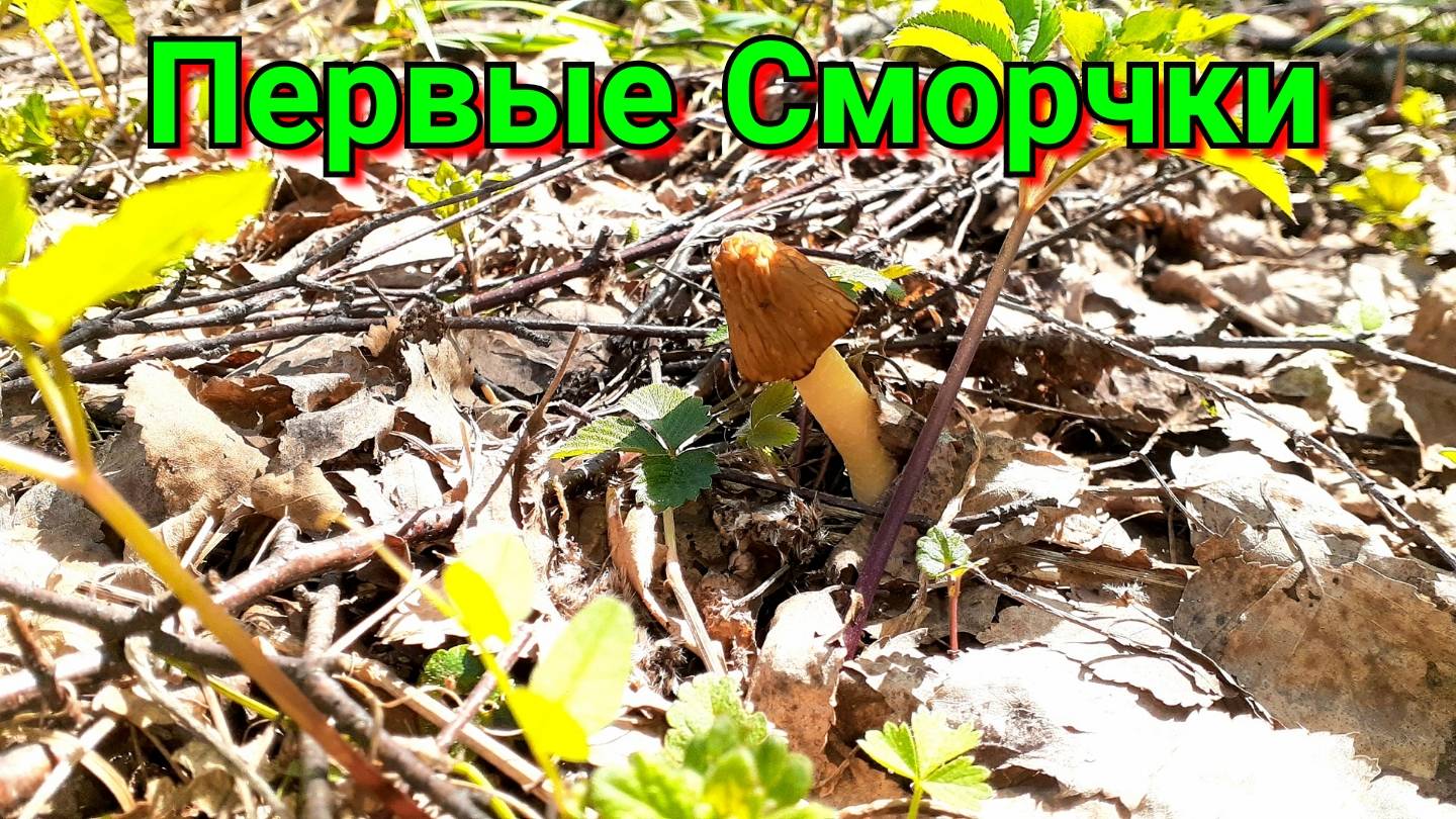 Первые грибы СМОРЧКИ | Заячьими тропами | по Тетеревиным местам