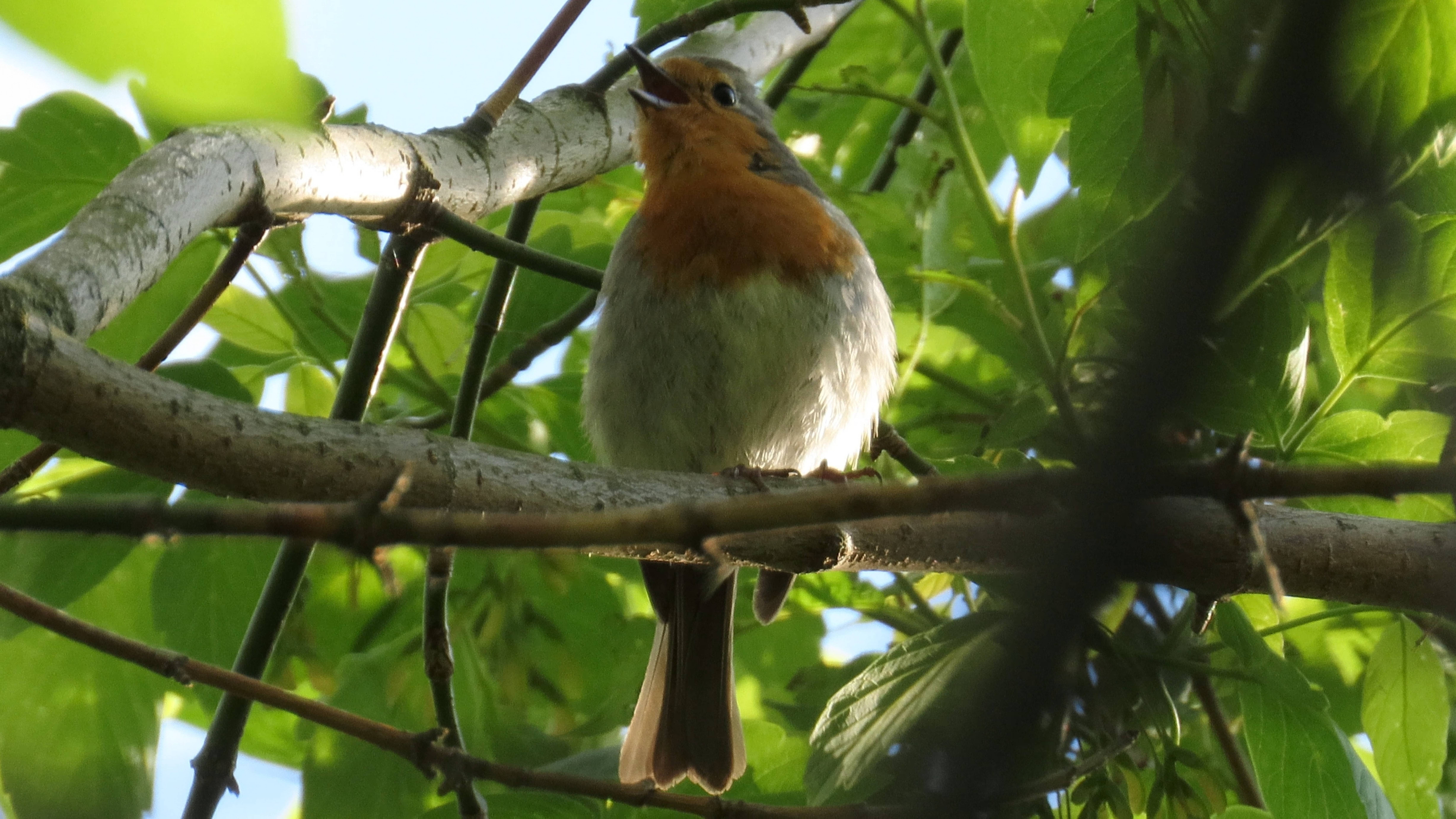 Зарянка - песня (Малиновка, Robin)-#12, Крылатское, 06 мая 2025