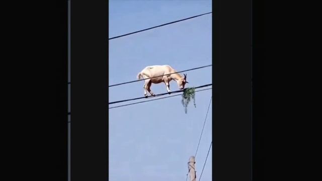 Козел, который ходит по проводам👍🏼