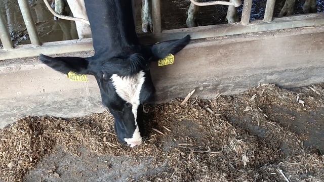 ЭКОНИВА - экскурсия на молочную  ферму. Ступино. Село Бортниково.14.08.2024