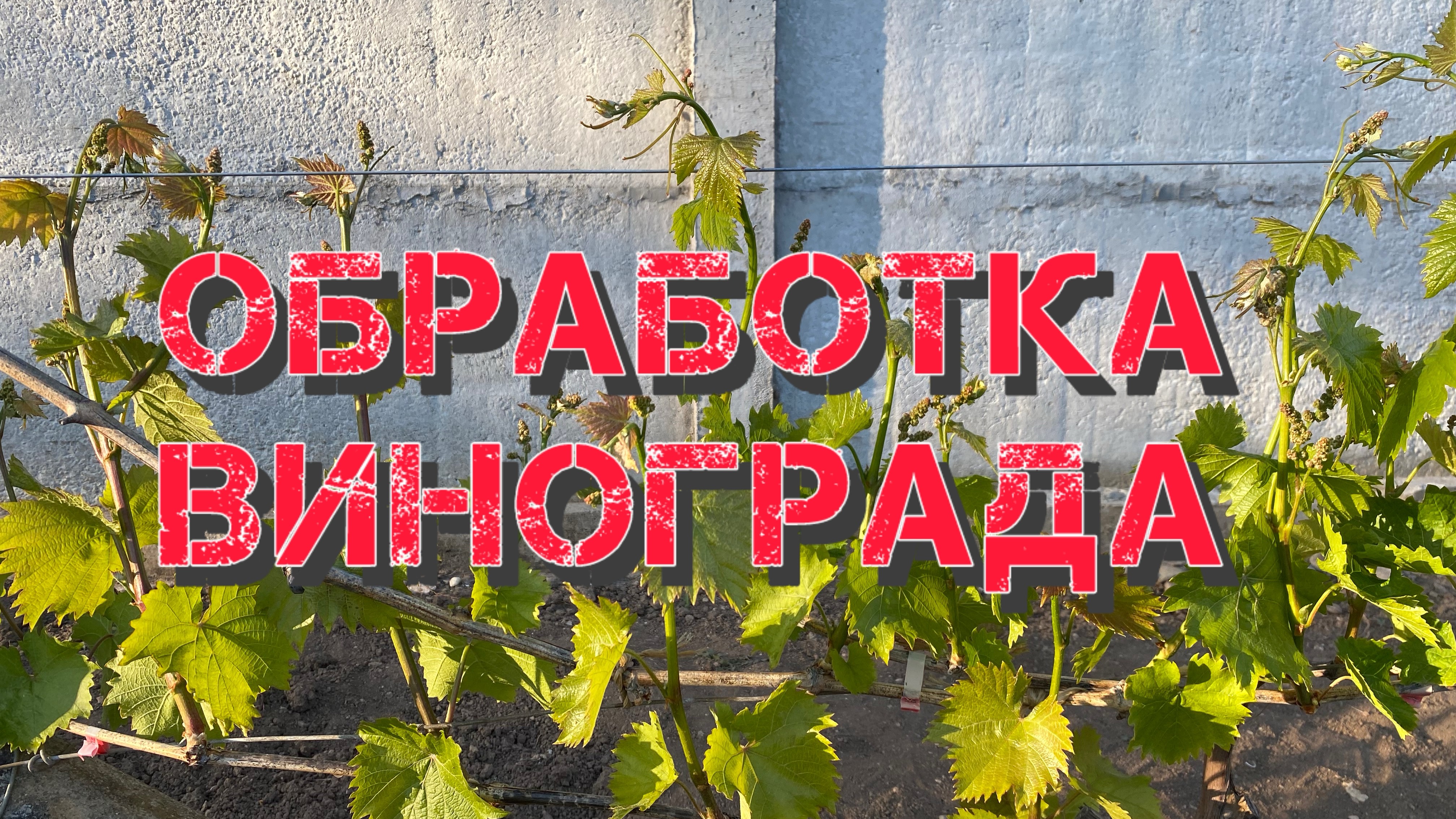 Обработка винограда