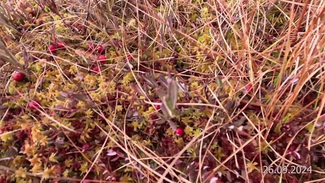 Клюква 25-27 сентября 2024