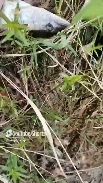 поймал здоровую щуку с выпученным глазом