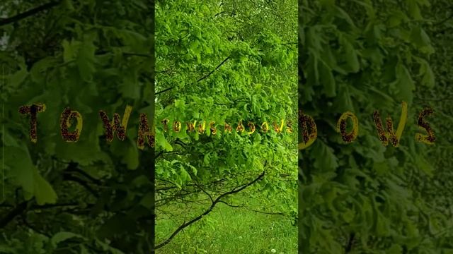 Townshadows - Spring Magic