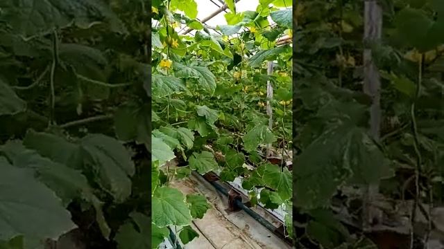 Как выращивать вкусные и полезные огурцы? Теплица Камское Устье (3)