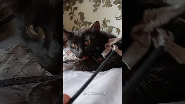 Софи Гаинцева