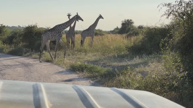 Жирафы по дороге в парке Чобе
