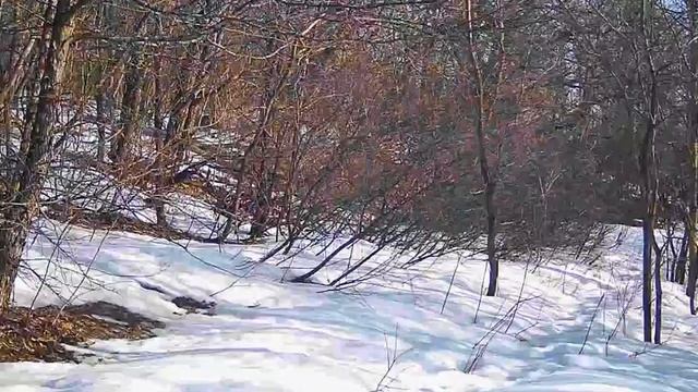 Заяц на фотоловушке от Александра Черникова