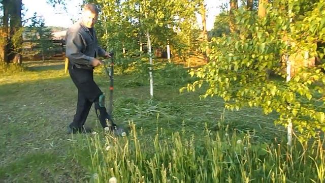 Косьба ручной косой вокруг берёзок. Коса Falci-100 (75 см).