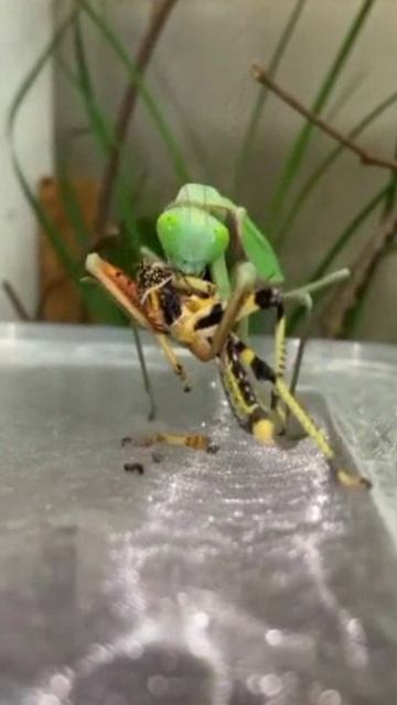 Богомол обедает