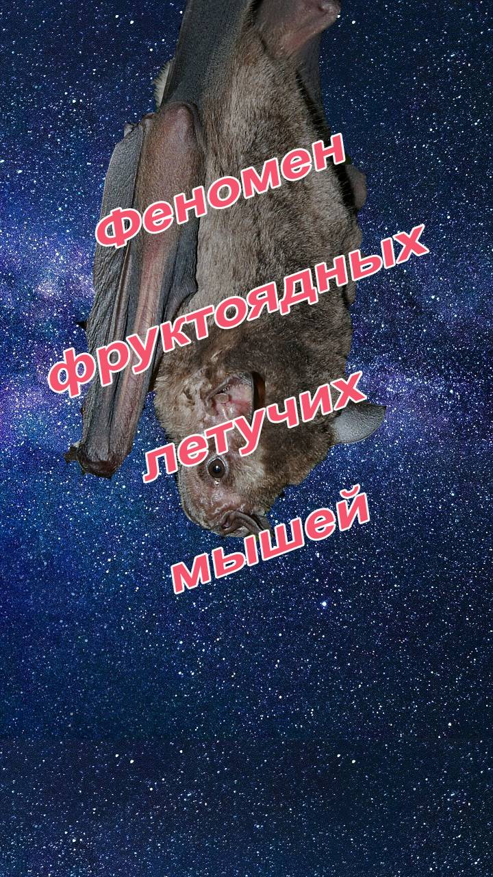 Феноменальные особенности фруктоядных летучих мышей — какой у них уровень глюкозы