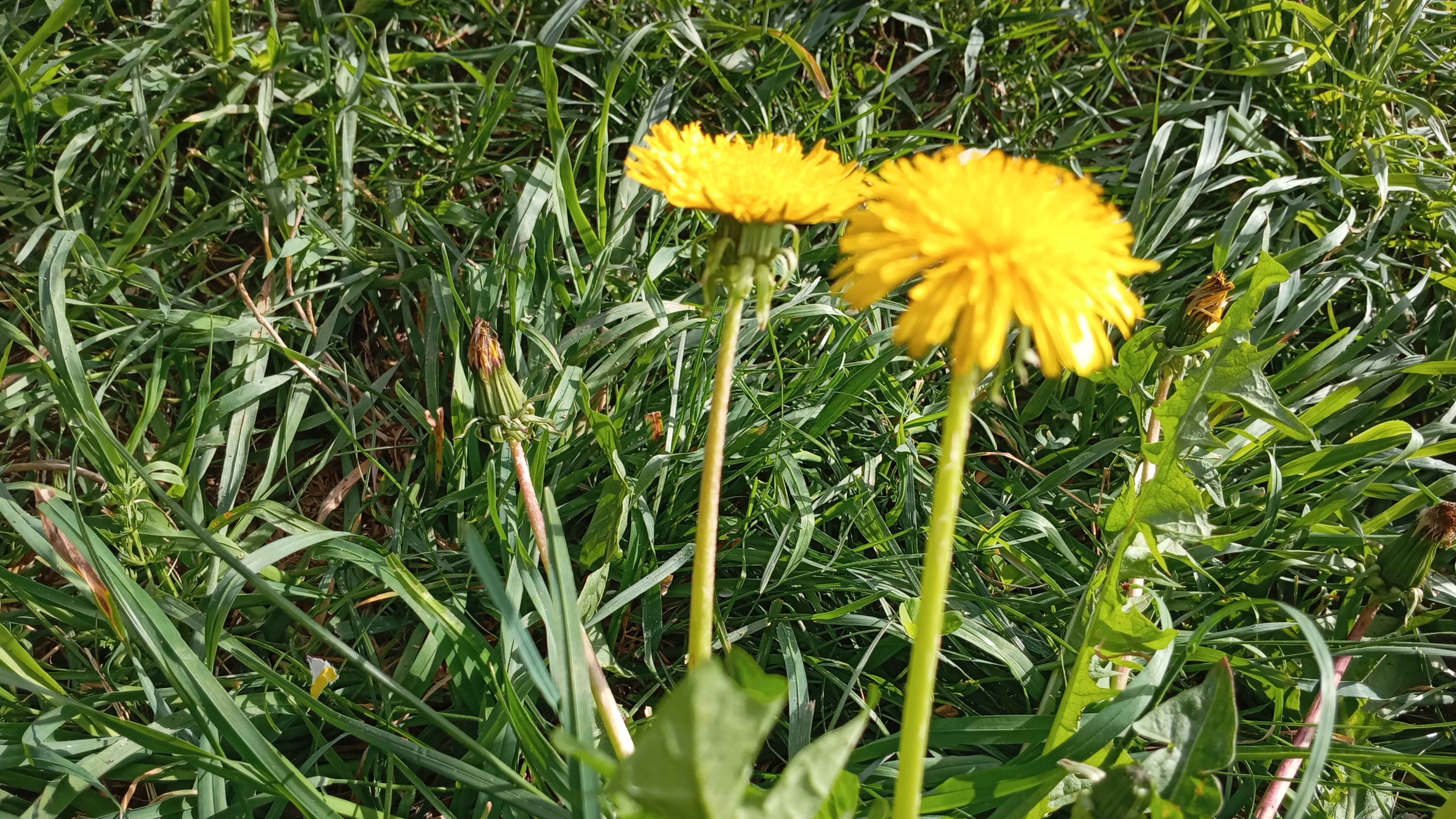 Для здоровья! Одуванчиковый чай,🫖☕