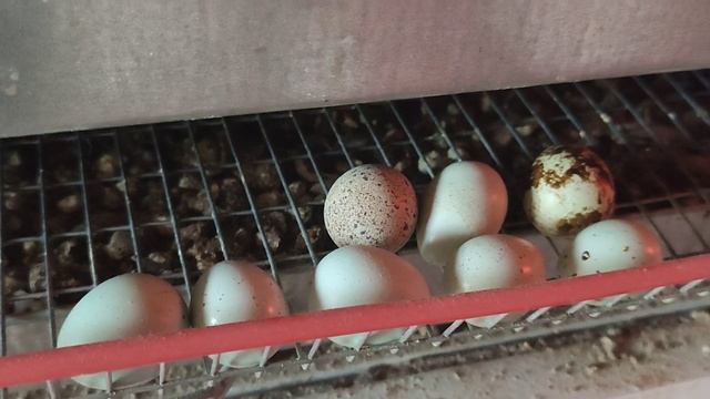 Наш Скотный двор. Выращиваем перепелов, нутрий, кроликов, поросят, бройлеров и кур.