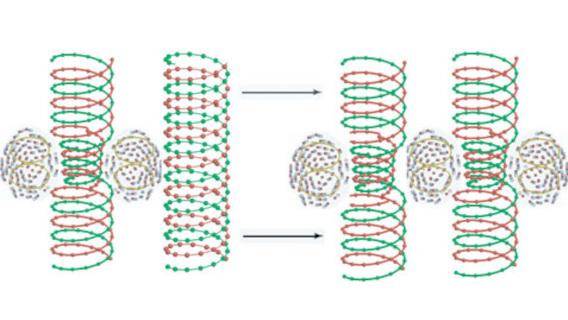 О плазменной форме Жизни
