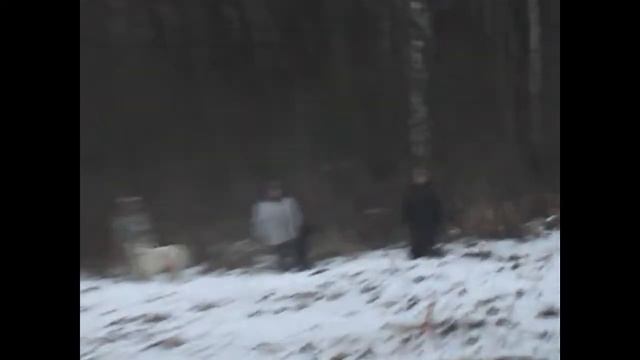 Реакция собаки на фейерверк.