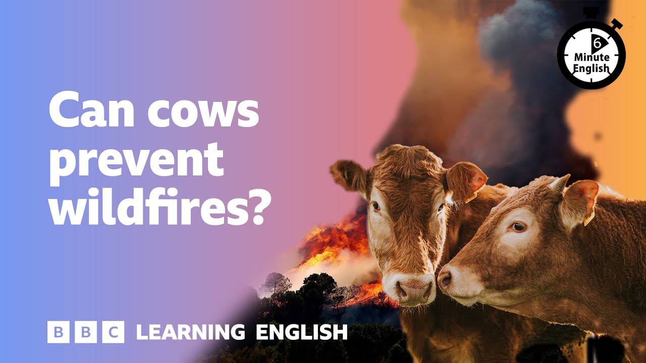 Can cows prevent wildfires? ⏲️ 6 Minute English