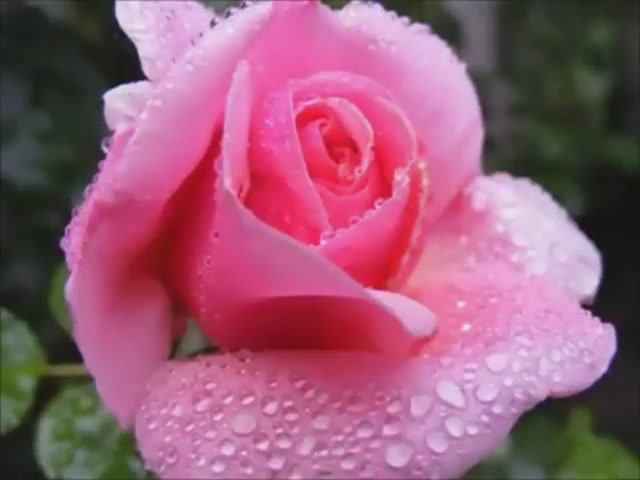 МАСТЕР И МАРГАРЭТА