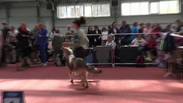 Тор из Империи Древних Воинов