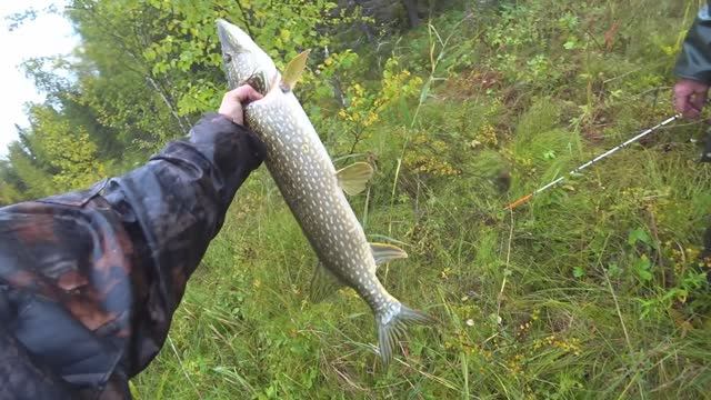 Рыбалка в дождь на таёжном озере. Мешок щуки.