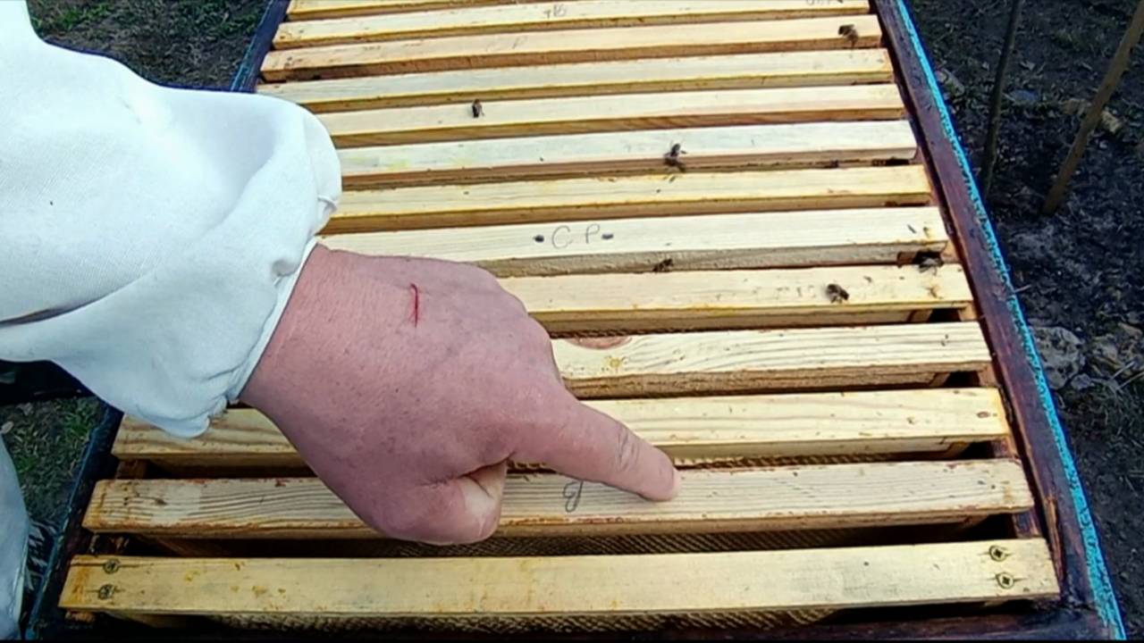 Ставлю первые магазины под Ивовый мёд (16 апреля 2025 года)