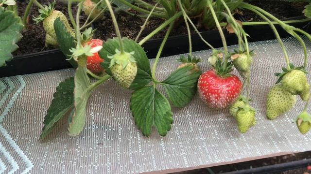 Обзор состояния клубники 12 мая.