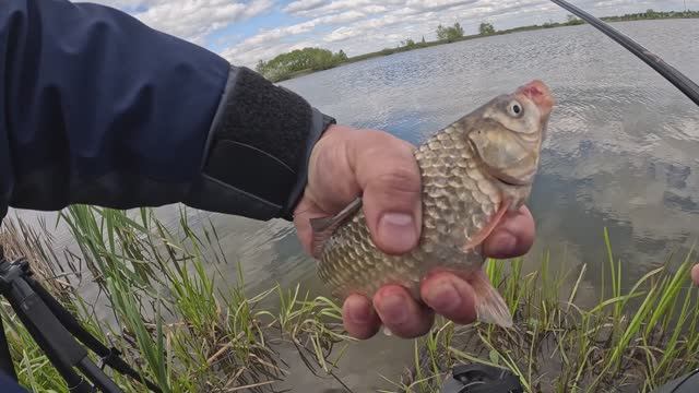 Ловля Карася Весной. Рыбалка на поплавок с берега.