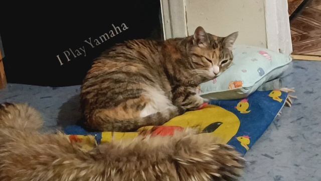 Мурка для реалаксации  🤣