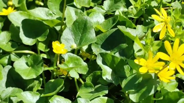 🌼☘️ 🐥 Недавно вылупившиеся цыплята декоративных кур познают большой мир полянки зоопарка.