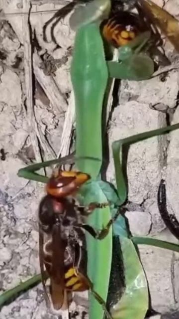 Шершни и богомол в смертельной схватке