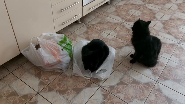 Вот любят на чем то лежать. Только положили пакет и сразу улегся!