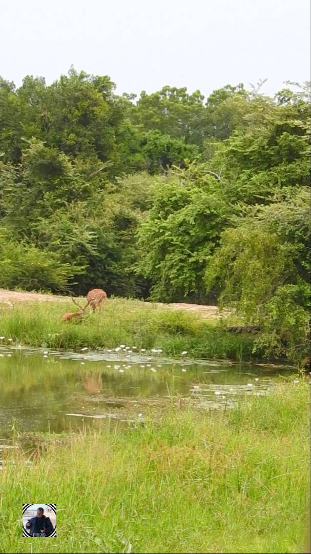Пара оленей и крокодил, парк Яла, Шри-Ланка #олени #крокодил #сафари #шриланка2025 #srilanka #short