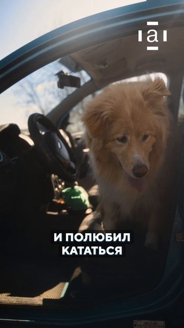 Как приучить собаку к поездкам на машине?