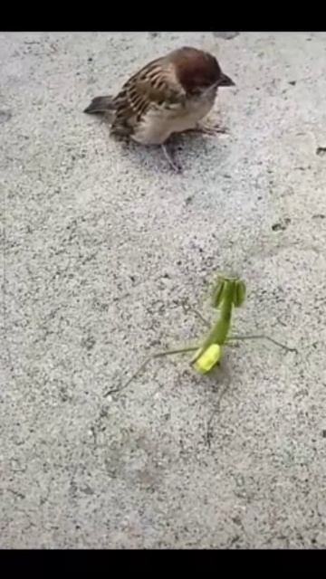 Воробей пытается съесть богомола