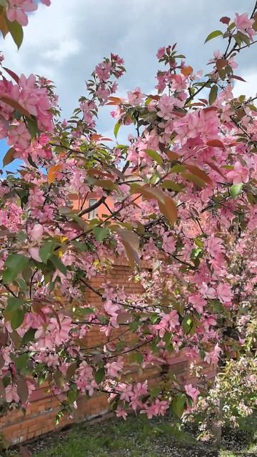 2025г. Маленькая Япония в Нижнем. Ф