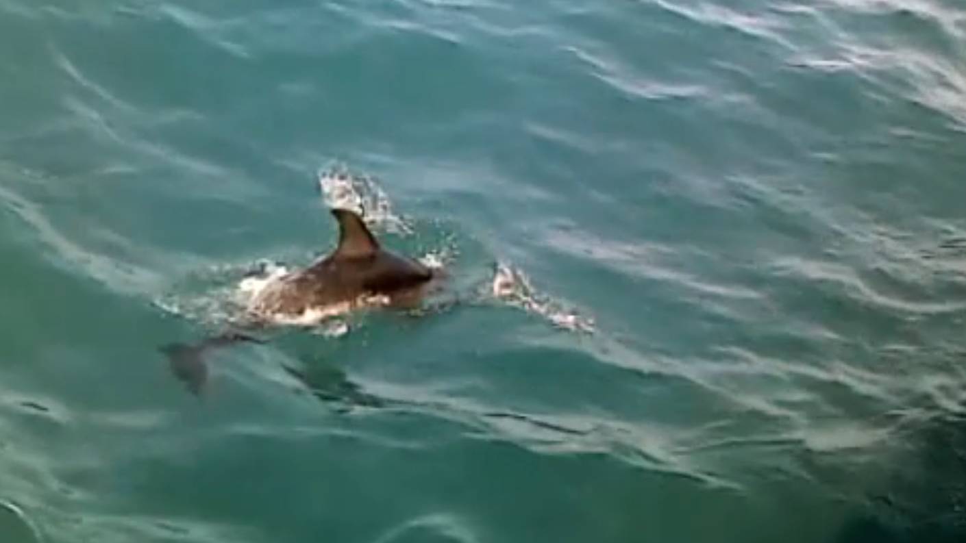 Дельфин в Черном море