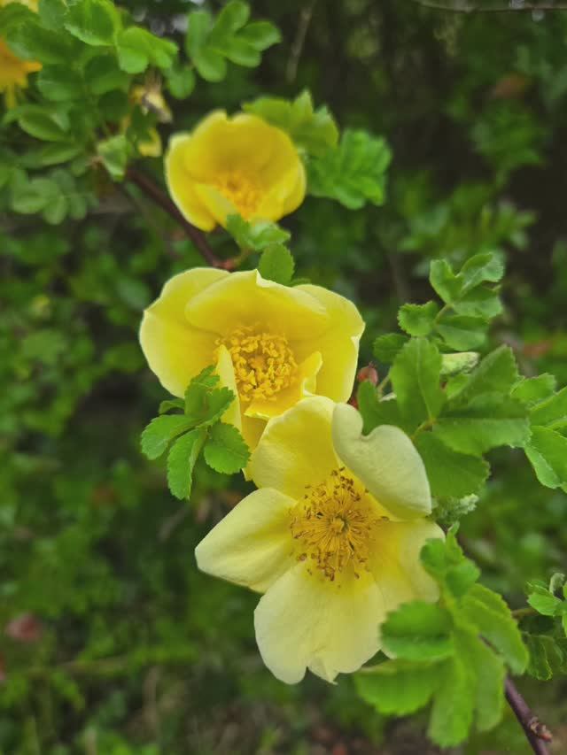 Весна в Англии, цветы, встреченные за  один день